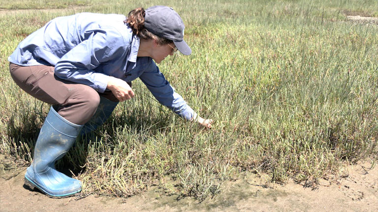 Plant native to Western Europe invades Novato Baylands restoration project
