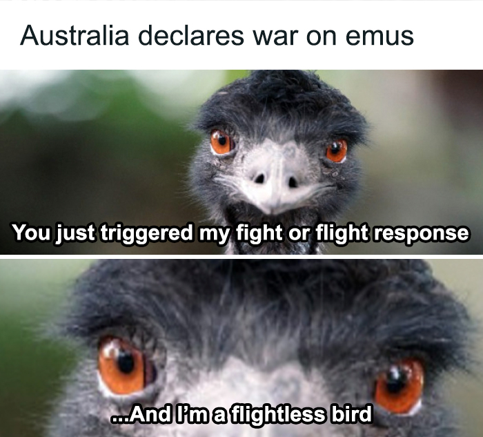 History humor: 21 clever memes that only true history buffs will get