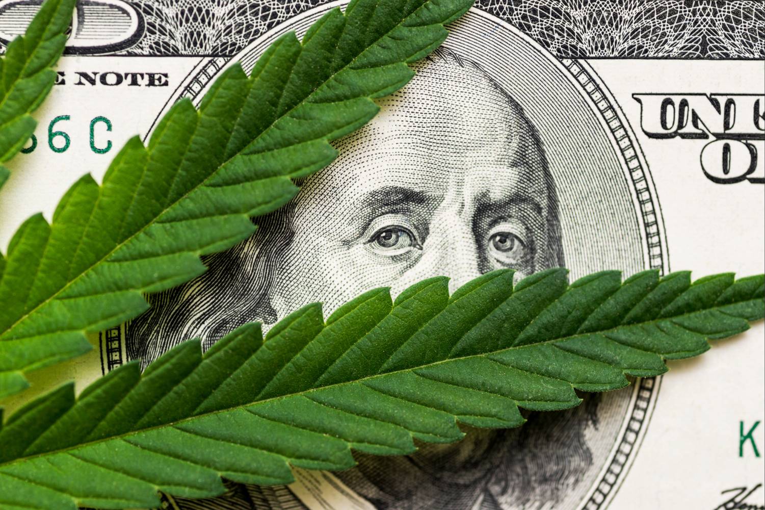 ESOPs for cannabis companies: A strategic solution to 280E tax hurdles