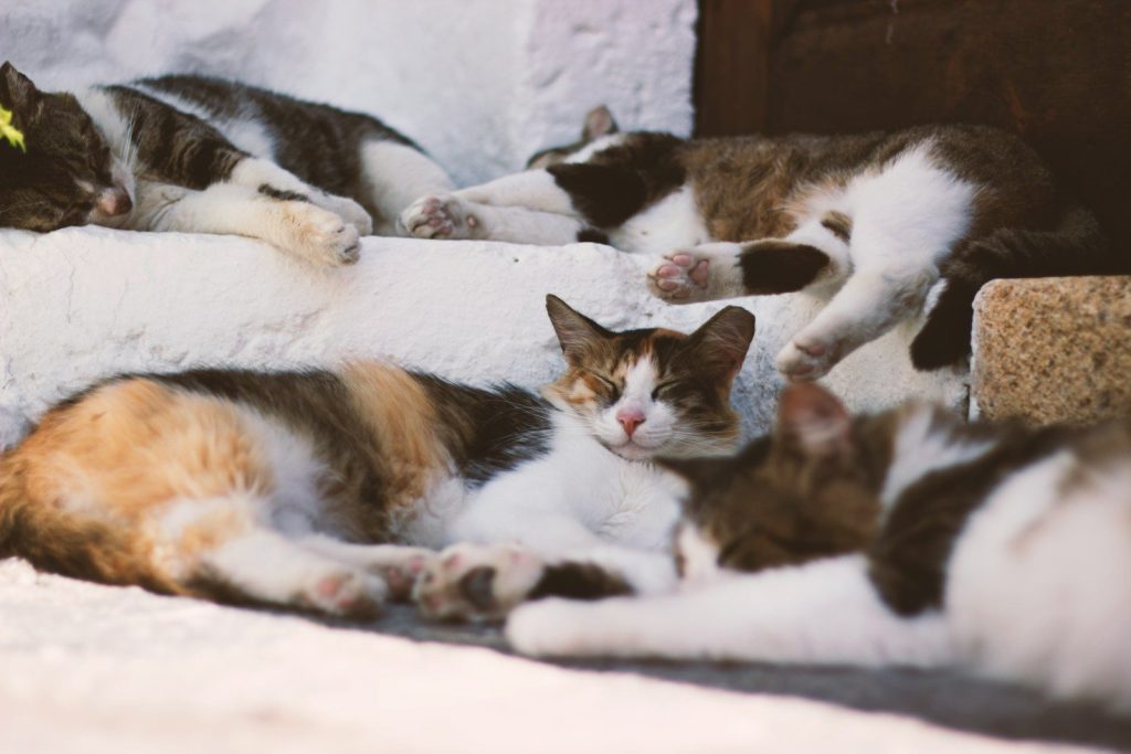Why do kittens in one litter look completely different?