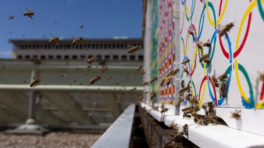Scientists confirm sweat bees change color with humidity