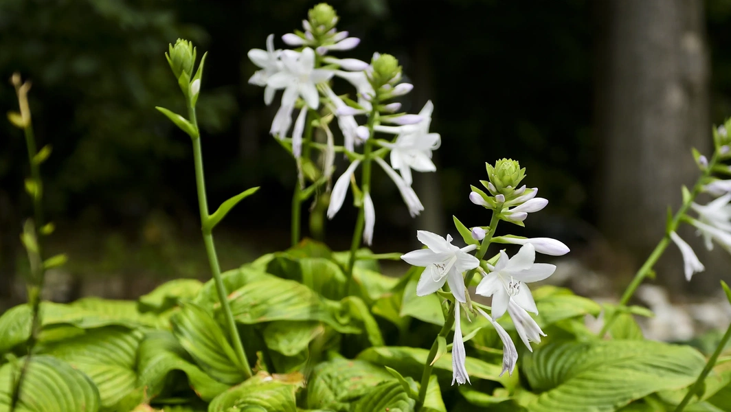 Shade garden magic with hostas