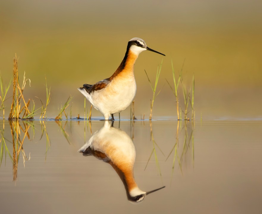 Utah’s wildlife conservation efforts boosted with $5 million in new funding