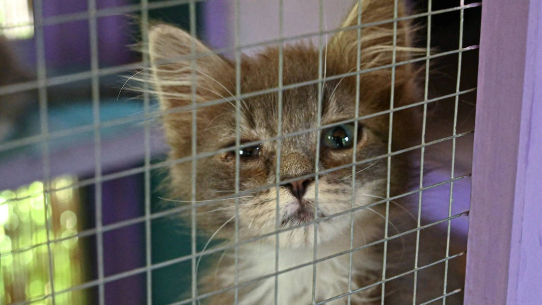 8 inspiring cat rescue stories