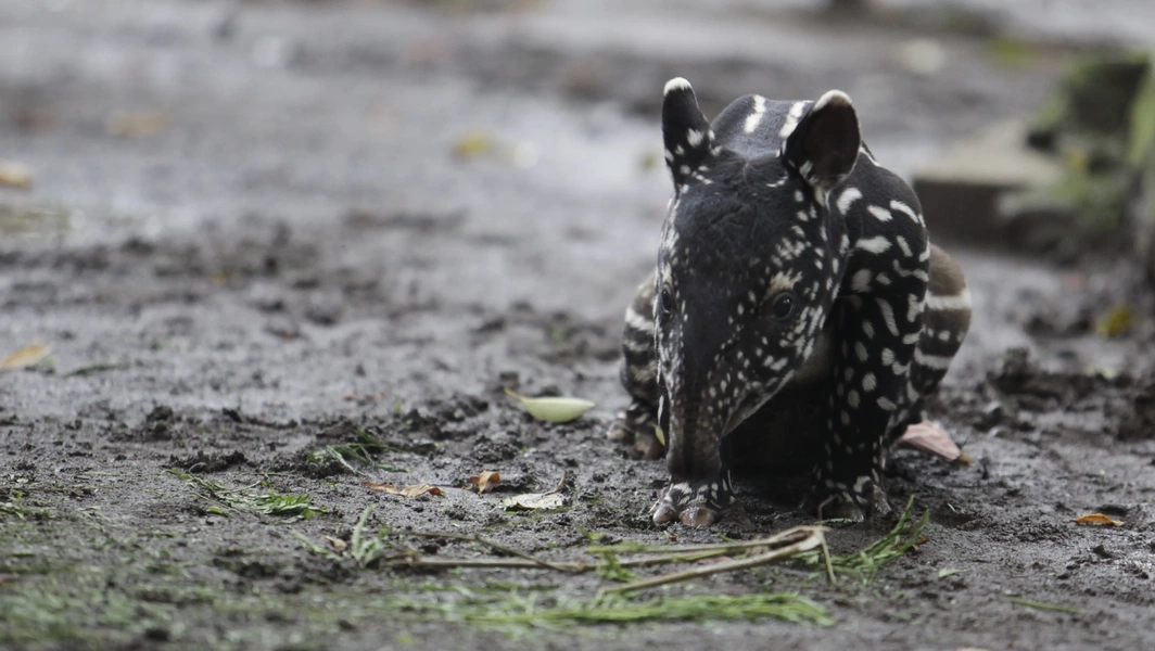 Why tapirs are nature’s ancient water lovers