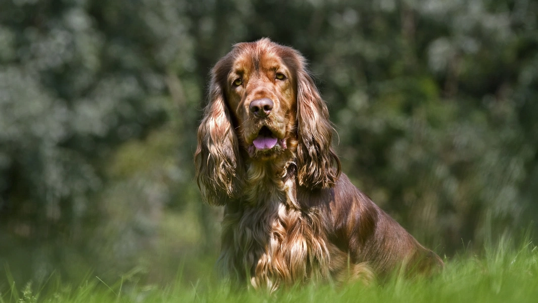 Cocker spaniel care made simple for happy pups