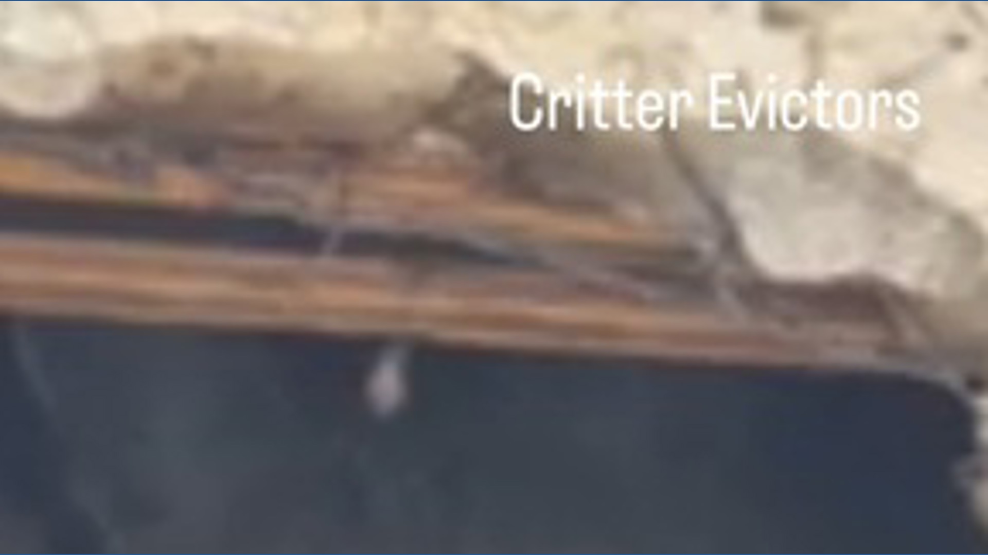 Noise in Scottsdale attic turns out to be bobcat