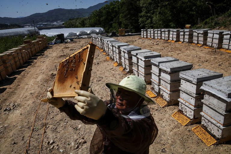 A South Korean beekeeper counts the cost of climate change