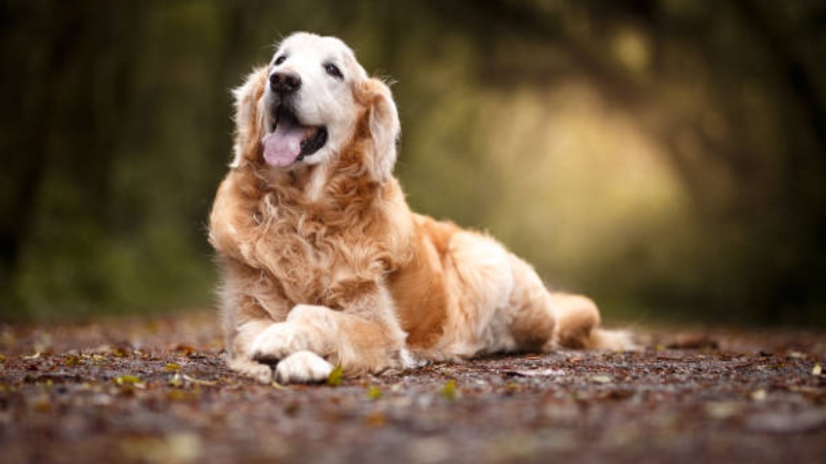 Veterinarians ranked the 10 dog breeds that bond deepest with children