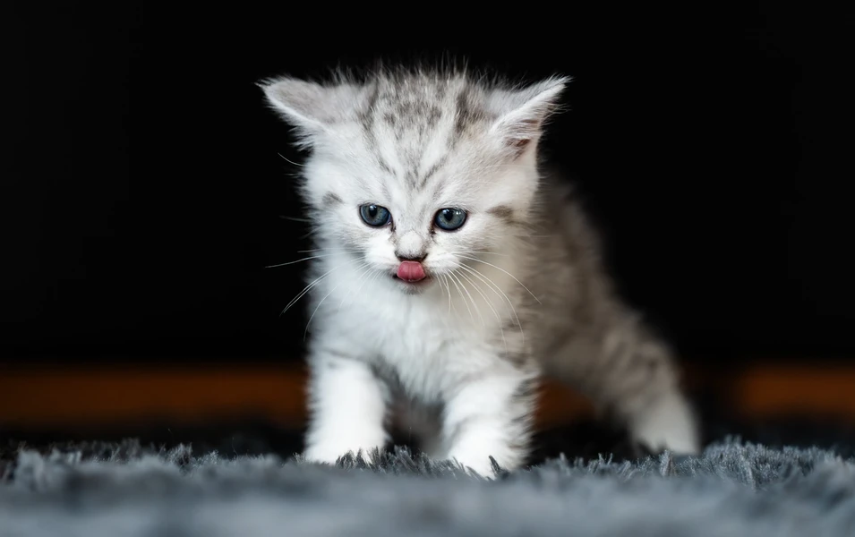 Newborn kitten’s first 'biscuits' charm vet clinic staff
