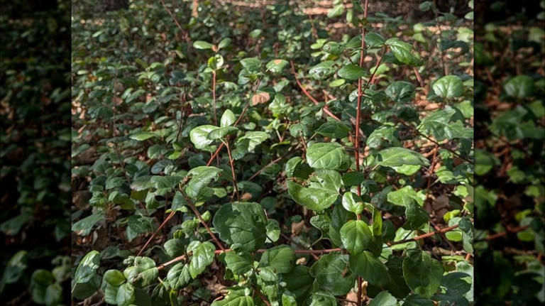 Not hostas, not begonias: The 'lovely' ground cover that's great for ...