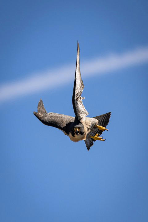 UC Davis Medical Center peregrine falcon chicks reach milestone