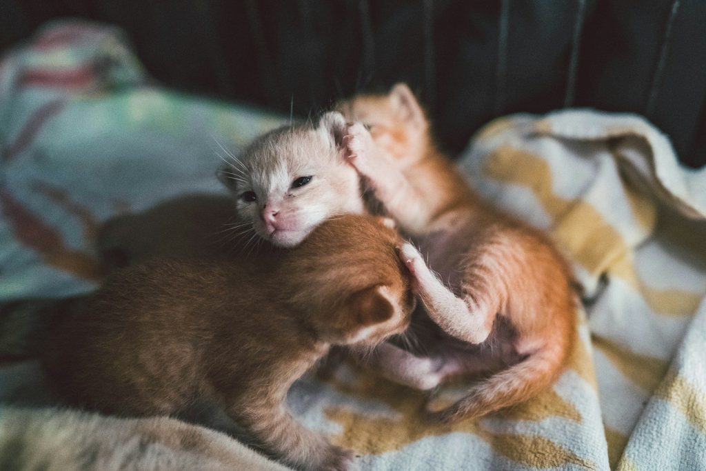 Why do kittens in one litter look completely different?