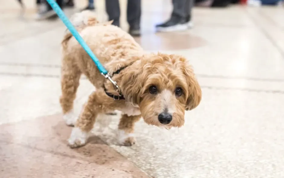 Why mini Bernedoodles steal so many hearts