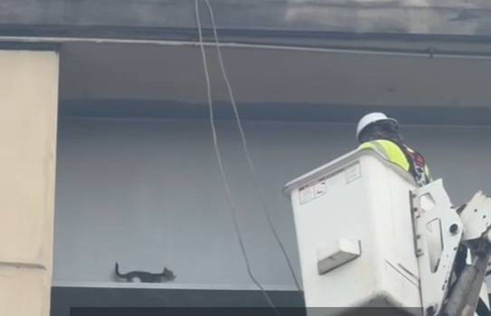 Video: Kitten rescued from ledge of Crescent City Connection bridge