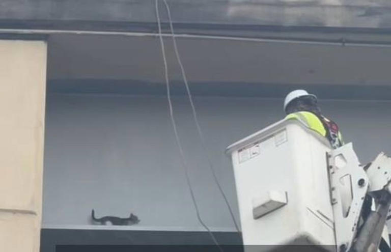 Video: Kitten rescued from ledge of Crescent City Connection bridge