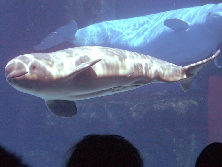 Marineland's beluga whales could be moving to US, Spain