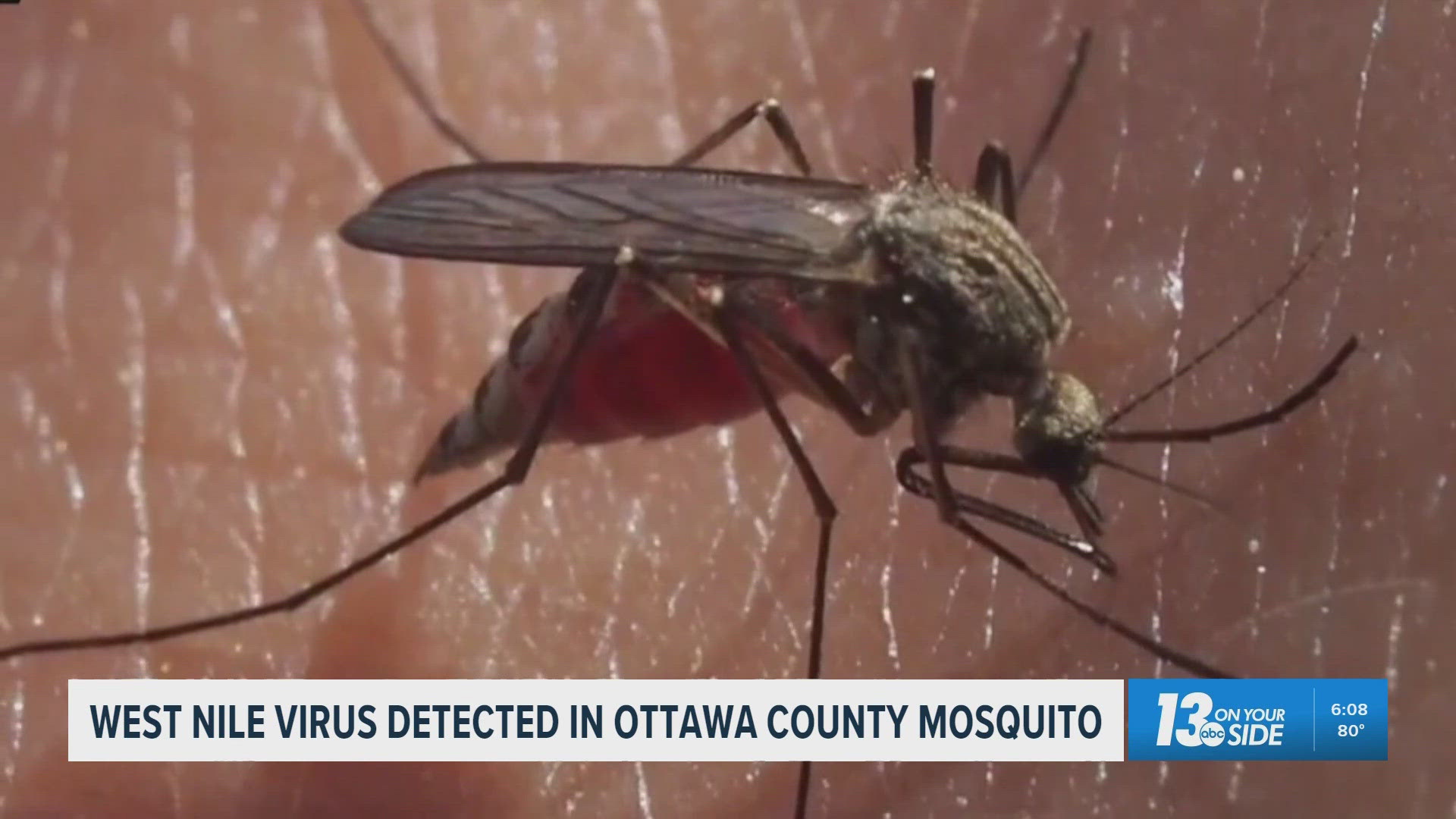 West Nile virus detected in Ottawa County mosquito