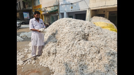 Adverse weather, pest attacks: Punjab’s cotton acreage hits record low ...