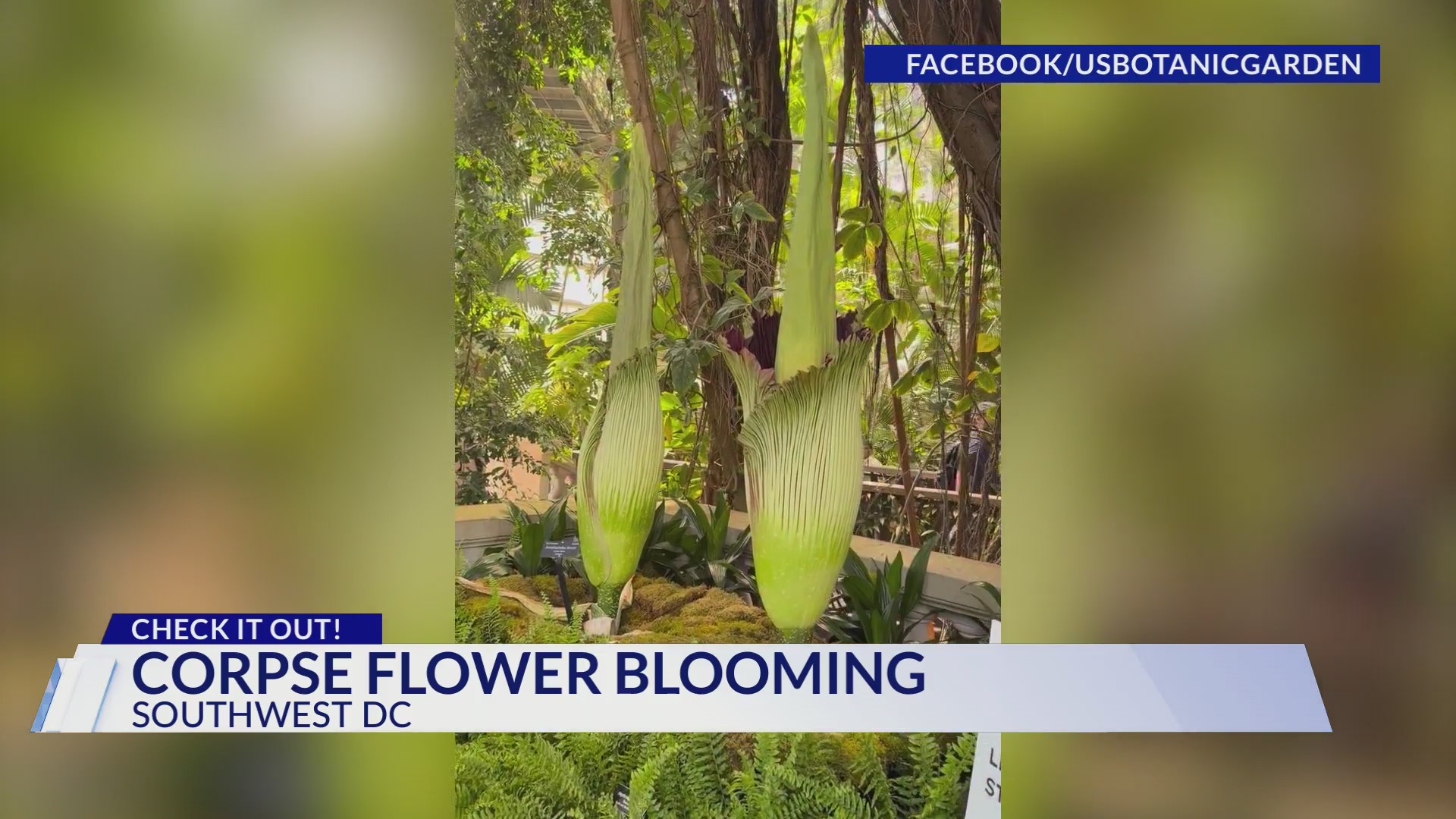 Corpse flower booming at US Botanical Garden