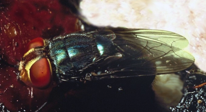 Officials confirm case of flesh-eating insect in the US: What to know
