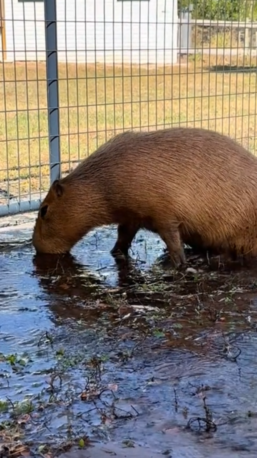 The messy yet hilarious mud journey of Muddybara the capybara