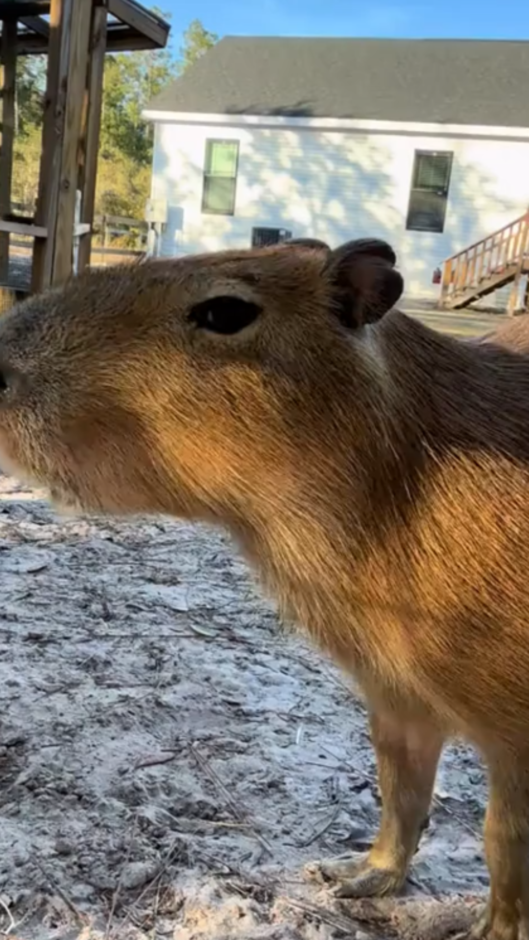 The cutest capybara moments featuring Pumpkin & Cheesecake