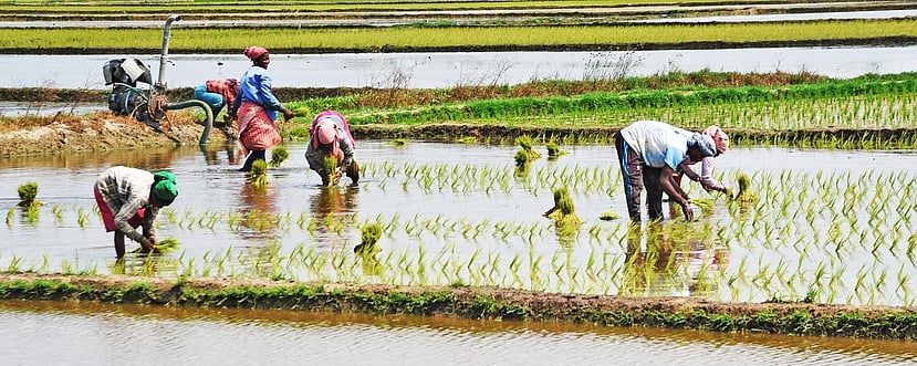 'Kathiru' agri clubs to foster interest in farming, mitigate stress ...
