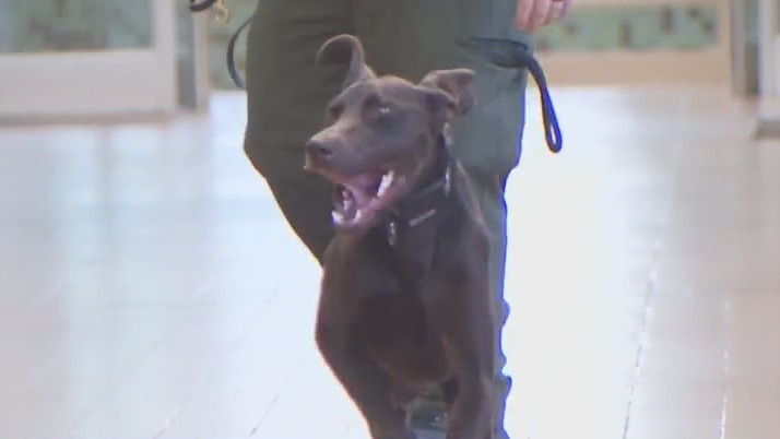 Daviess County Sheriff’s Office welcomes new bomb dog