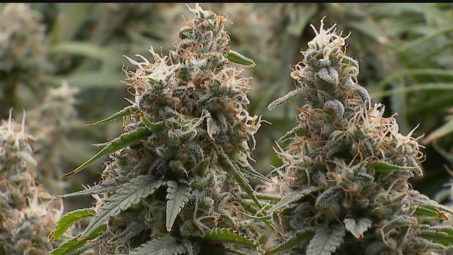 Local marijuana business sees growth since starting recreational sales