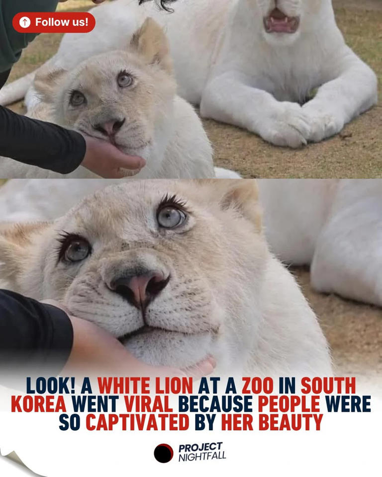 Ethereal Luna: White lioness born of shadow becomes world's unlikely hope
