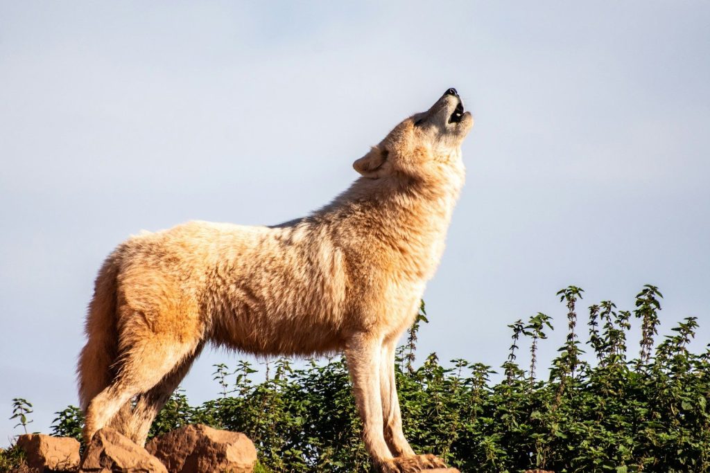 5 of the largest and most powerful wolves on Earth