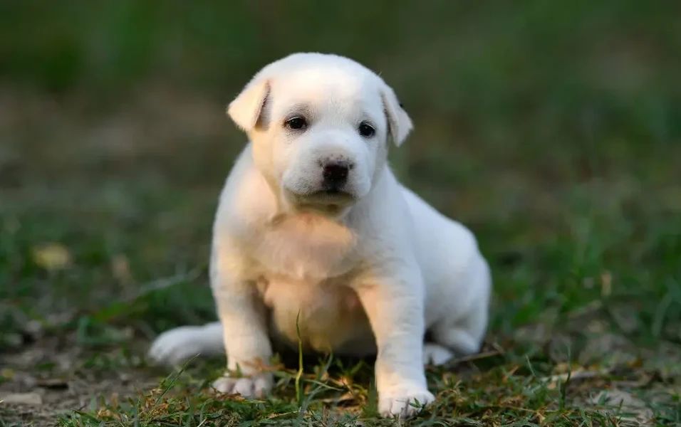 Rescue puppy with neurological damage starts rehab in Thailand