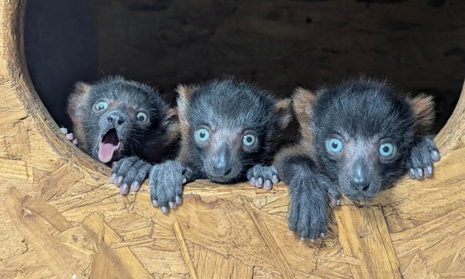 Quad almighty! Critically endangered lemur welcomes four healthy pups ...