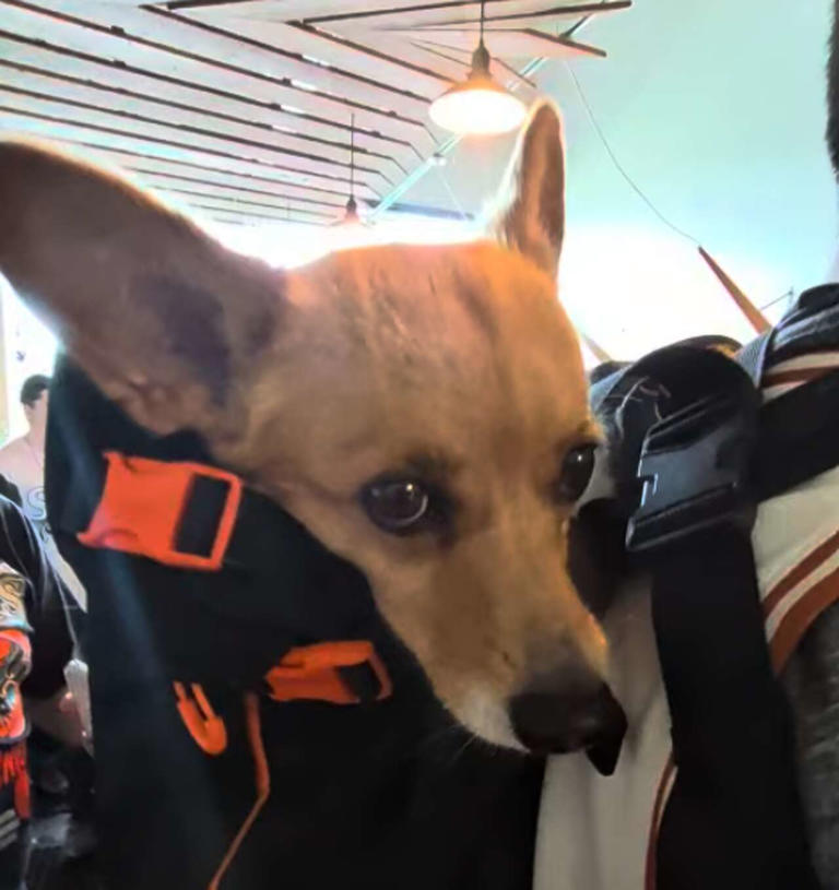 Meet Lilo, the clairvoyant corgi who predicted the Spurs' win over OKC ...