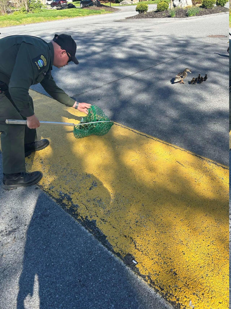 Conservation officer rescues 11 ducklings from Beekman storm drain