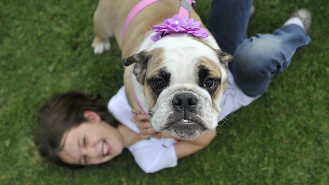 10 calm and gentle dog breeds for companionship
