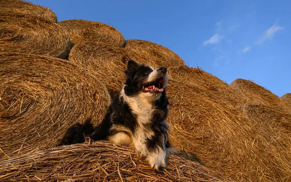 Border collie retires from herding to seek human companionship