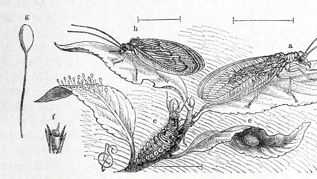 Rediscovering ancient insects in modern times