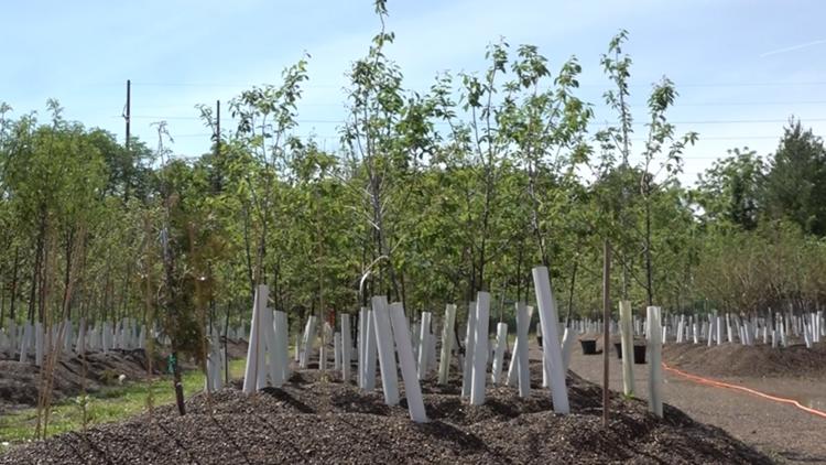 One, two, tree: Hennepin County helping residents to plant more trees