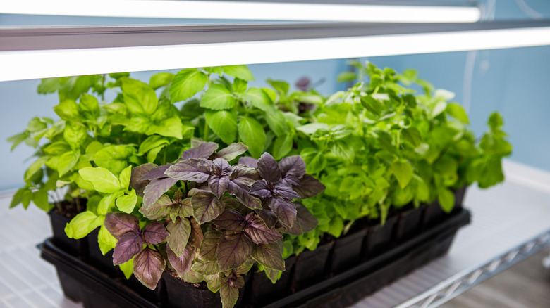 Helpful tips for growing basil to ensure a bountiful harvest