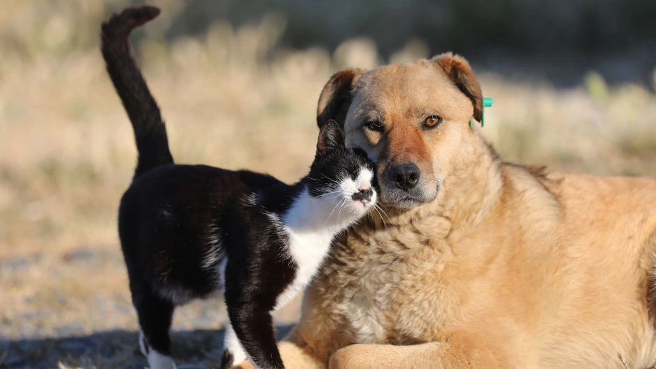 5 adorable dog and cat friendships