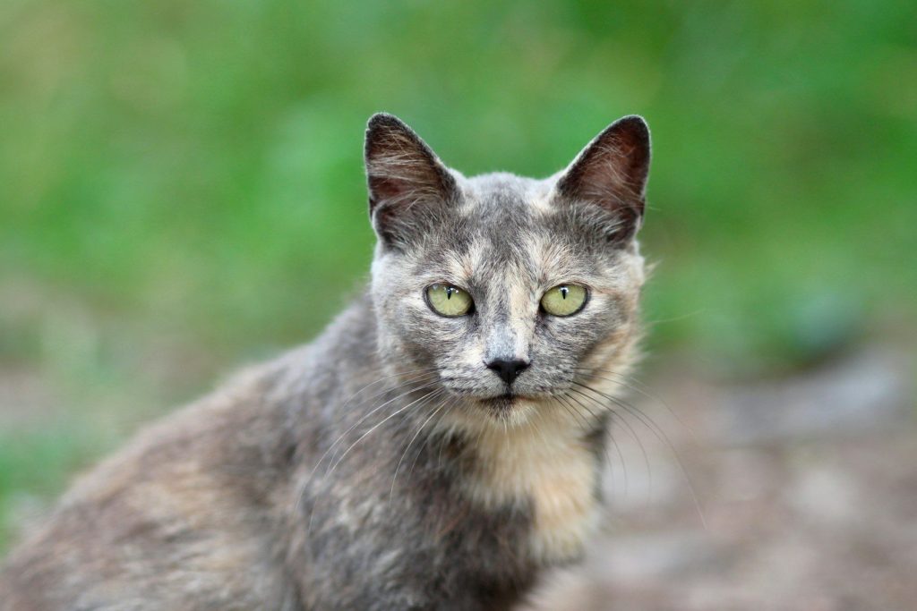 The rare cat breed coat that looks like space