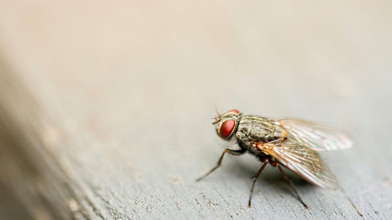 Trump admin issues warning on fast-moving outbreak of flesh-eating ...