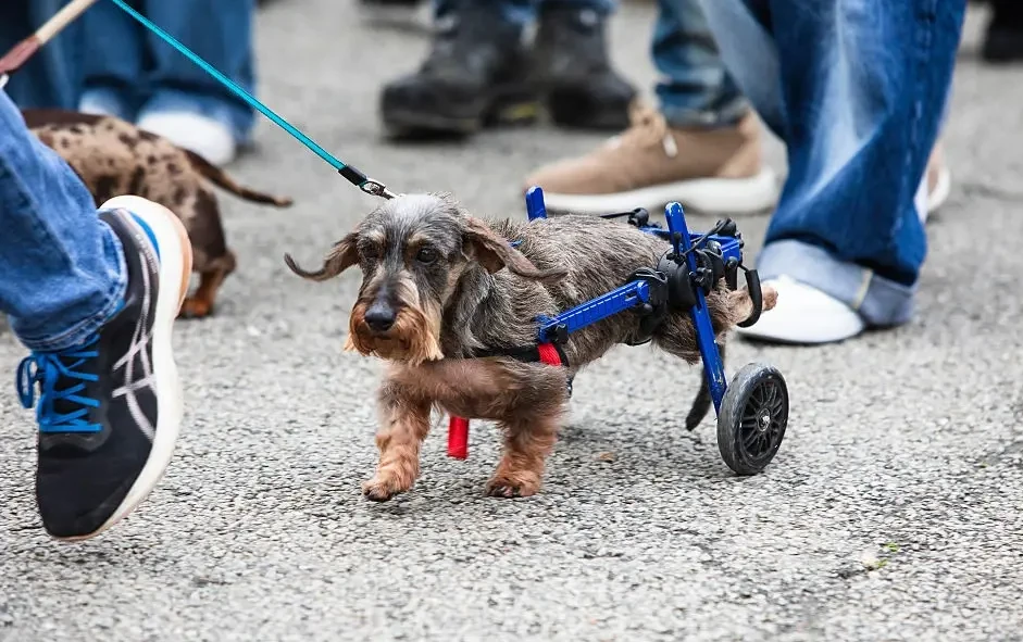 Making life easier for disabled dogs