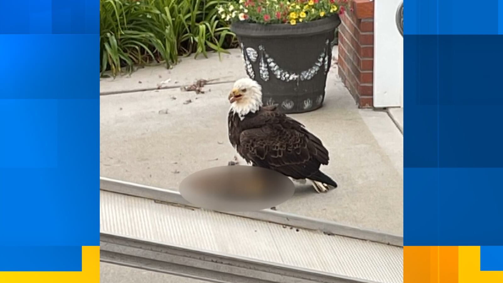 Missing Dollywood eagle spotted in Karns neighborhood