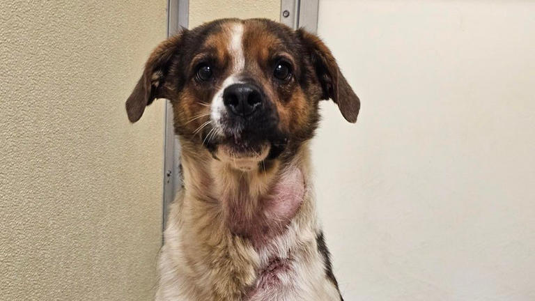 Bullet found in stray dog's neck during surgery at Lynchburg Humane Society