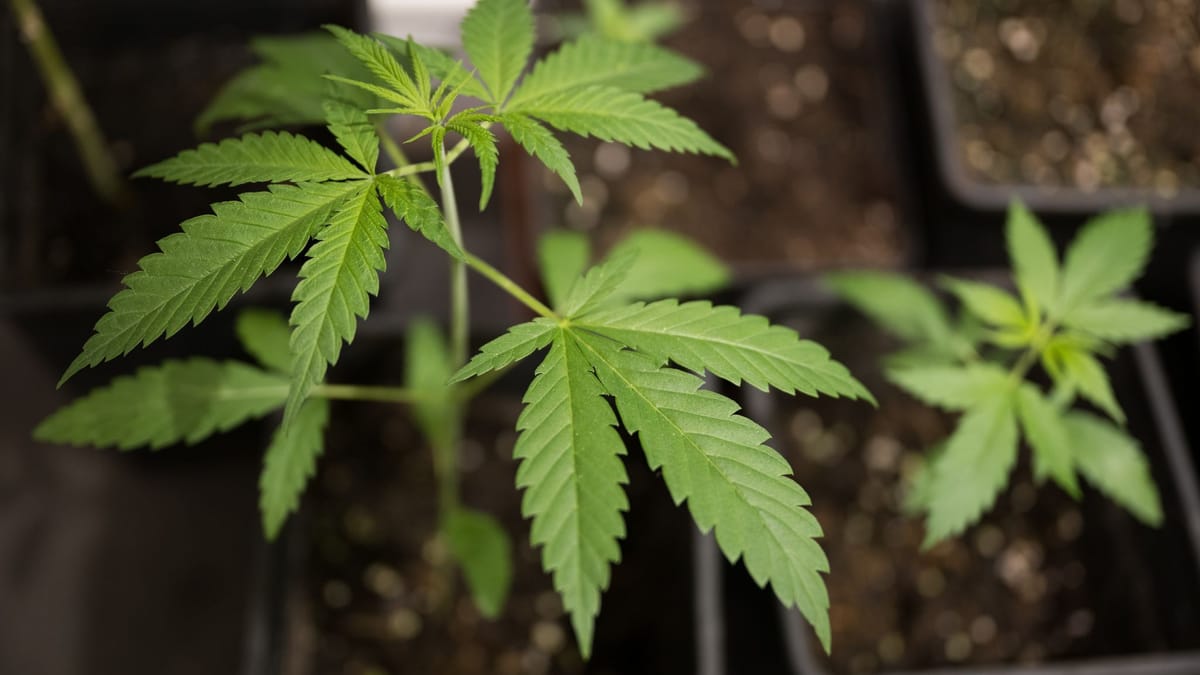 Bericht: Cannabisverein fliegt aus Hamburger Chilehaus