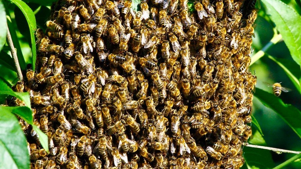 Texas bee swarm hospitalizes 3; Arkansas doctors explain warning signs ...