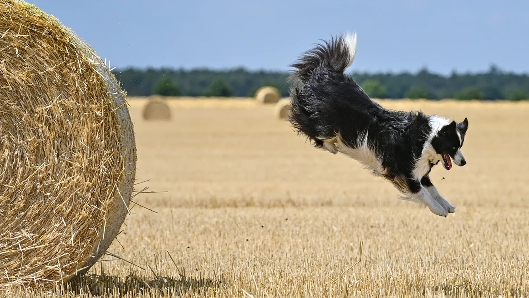 4 smartest dog breeds and their remarkable abilities